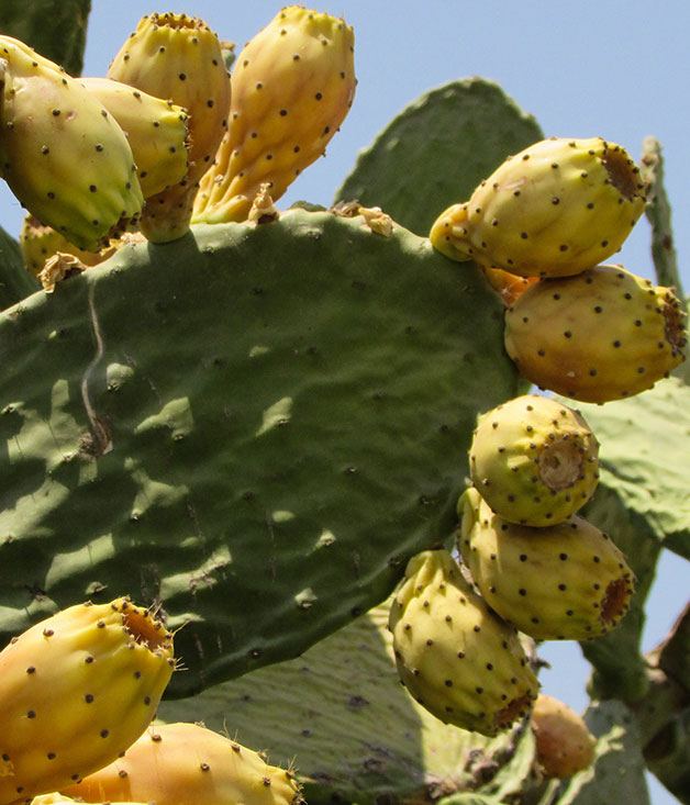 How to eat prickly pears | Gourmet Traveller