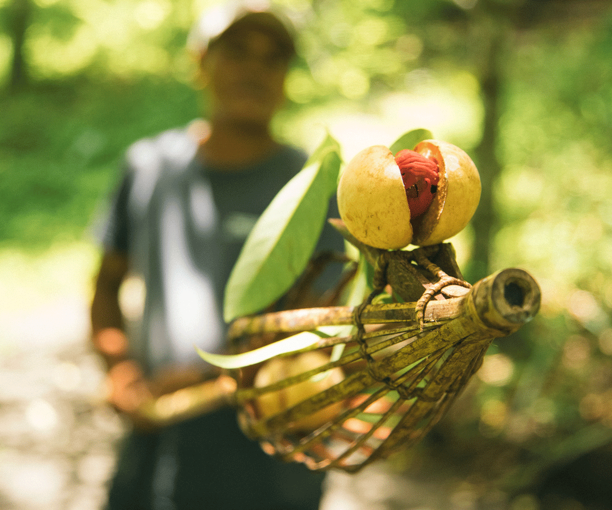 Guide to the Maluku Islands aka Spice Islands | Gourmet Traveller